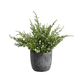 8'' Potted Juniper and Berries - Bed Bath & Beyond - 26956164