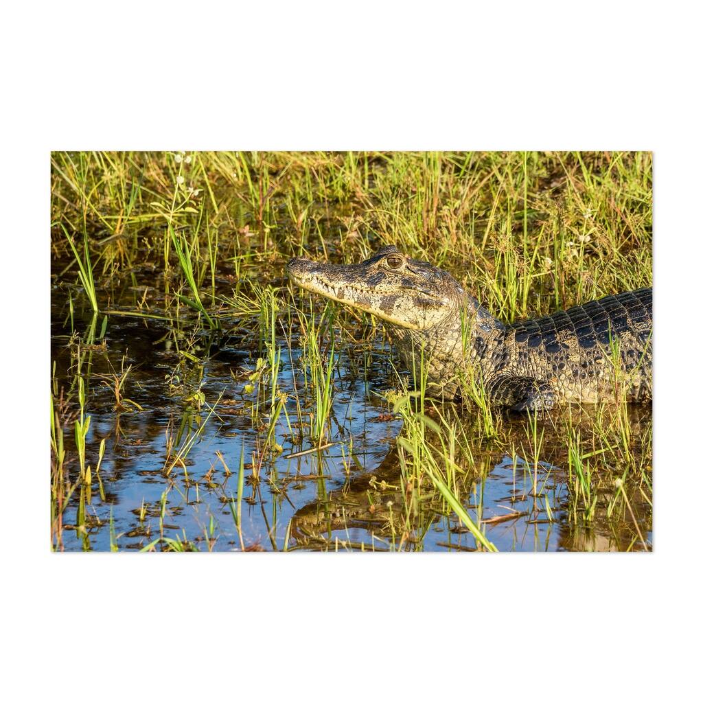 Noir Gallery Caiman Wildlife Pantanal Brazil Unframed Art Print/Poster ...