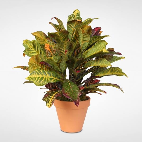 Multi Colored Real Touch Croton Plant in Clay Pot - Bed Bath & Beyond ...