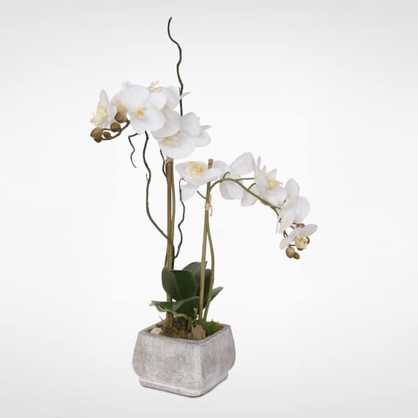 Real Touch Cream White Phalaenopsis Orchids - On Sale - Bed Bath ...