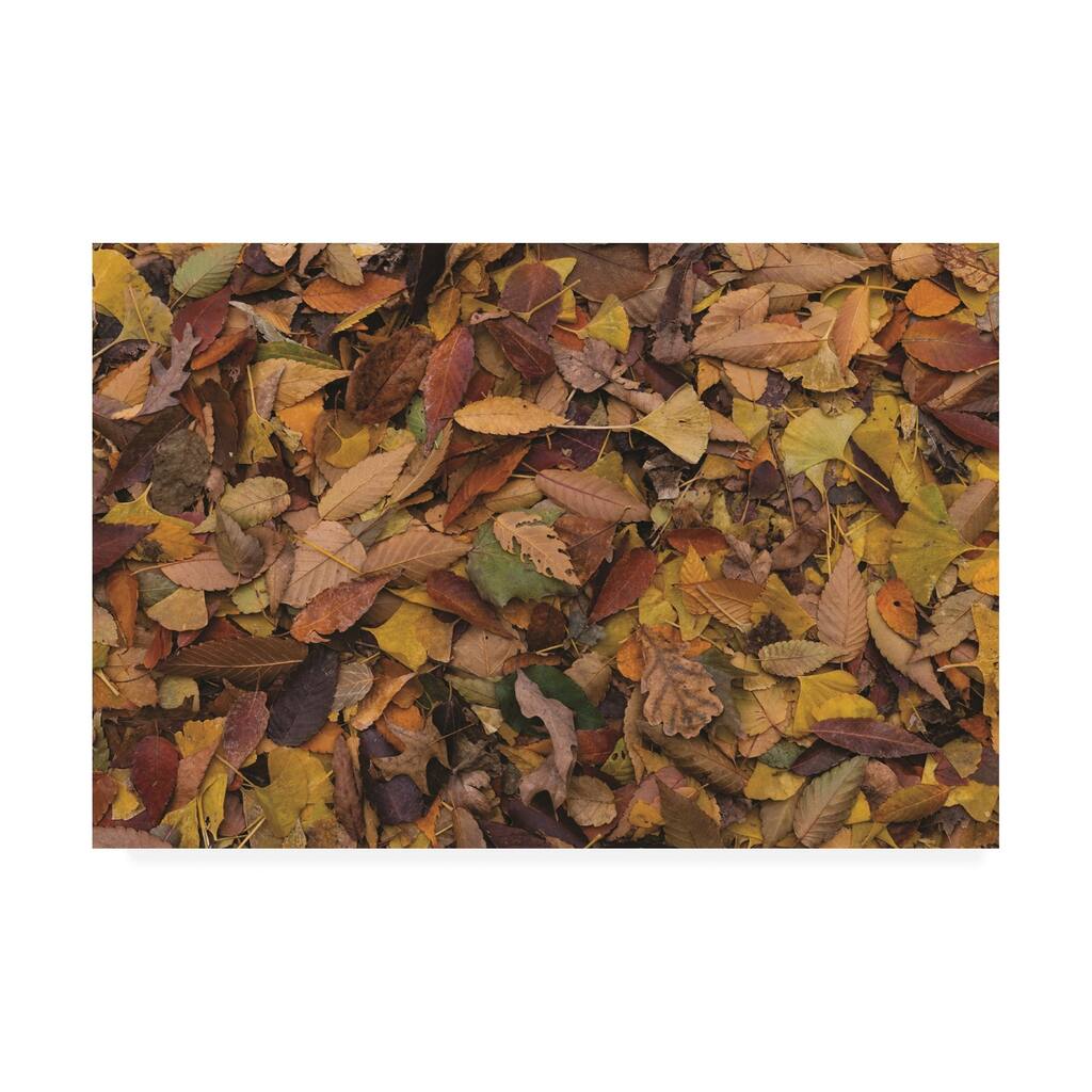Kurt Shaffer Photographs 'Autumn Leaf Collage' Canvas Art - Overstock ...