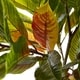 36" Faux Croton Plant- Realistic Croton Natural and Lifelike Imitation ...