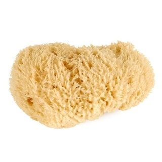 5" Sea Sponge - Bed Bath & Beyond - 28152511