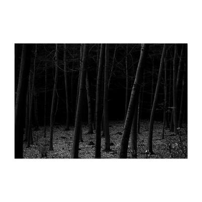 Noir Gallery Dark Forest Landscape Photo Unframed Art Print/Poster ...