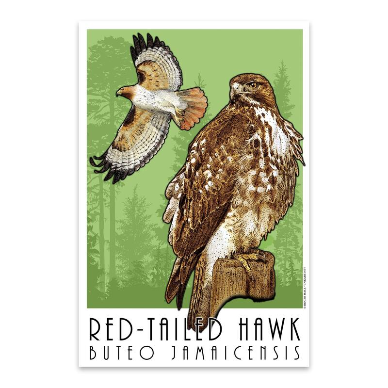 Noir Gallery Red-Tailed Hawk Animal Illustration Metal Wall Art Print ...