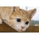 Cat Looking Over Ledge - Orange Tabby - Bed Bath & Beyond - 29045704
