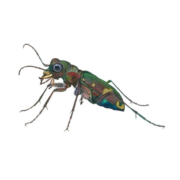 CANVAS Tiger Beetle by Damon Crook - Bed Bath & Beyond - 29130897