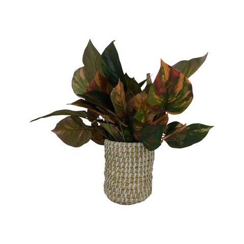 Canna plant in seagrass basket - Overstock - 29137287