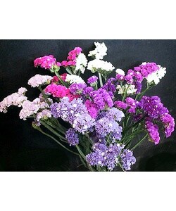 120 Stems 27.5-inch (70 cm) Assorted Color Statice - Bed Bath & Beyond ...