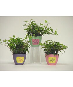 Ivy in Flower Power Ceramic Container (Set of 3) - Bed Bath & Beyond ...