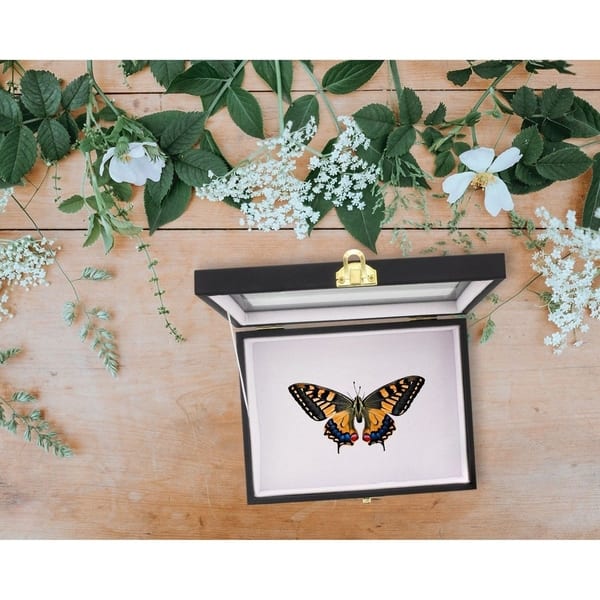 Insect Display Case - Bug Display Box with Glass Window and Secure ...