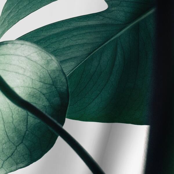 Monstera - Bed Bath & Beyond - 31025312