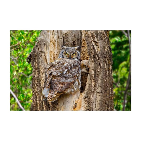 Calgary Alberta Animals Baby Beautiful Unframed Wall Art Print/Poster ...