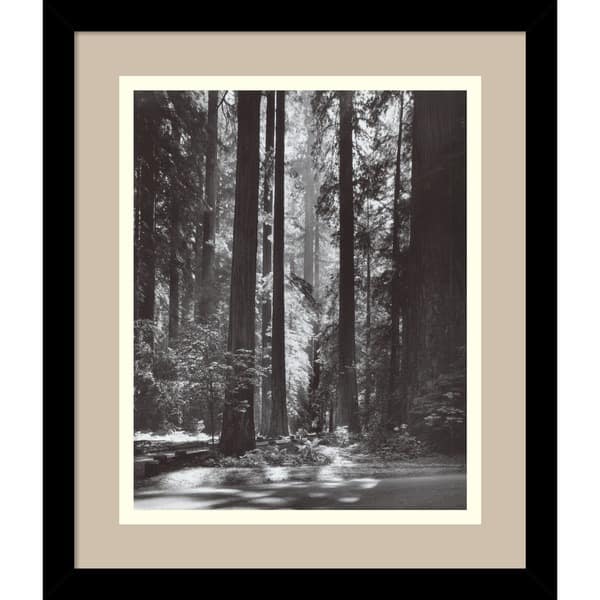 Ansel Adams 'Redwoods, Founders Grove, 1966' Framed Art Print - Bed ...