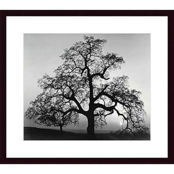 Ansel Adams 'Oak Tree, Sunset City, California' Art Print - Bed Bath ...