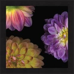 Pip Bloomfield 'Purple Dahlia I' Framed Print - Bed Bath & Beyond - 6148275