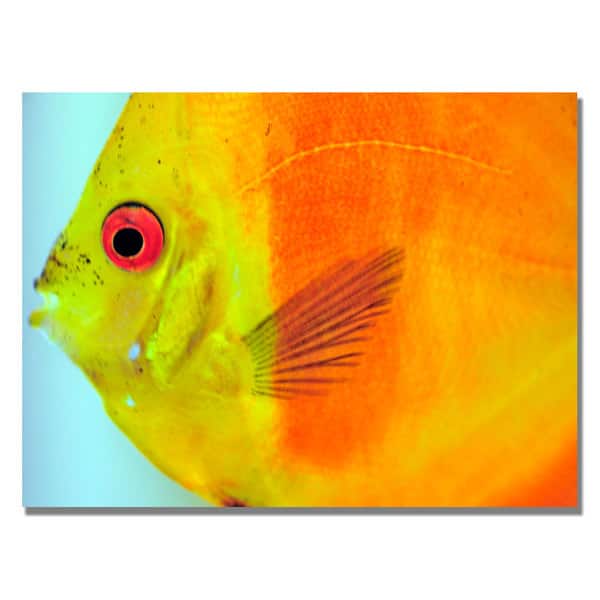 Kurt Shaffer 'Tropical Fish Close Up' Canvas Art - Multi - Bed Bath ...