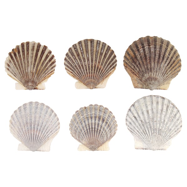 'Beige, Brown Sea Shells' Photography Print Canvas Wall Art - Free ...