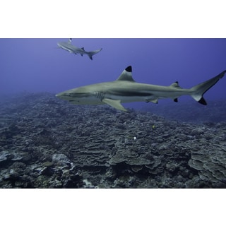 'Shark in Ocean, Side View' Sealife Photography Wall Art Canvas Print ...