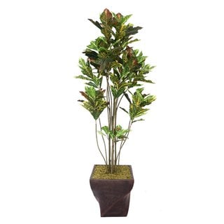 Vintage Home 82" Tall Croton Tree with Multiple Trunks in 17" Planter ...