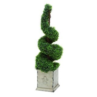 Spiral Shaped Topiary Boxwood Plant - Bed Bath & Beyond - 8631289
