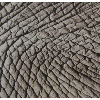 African Elephant Skin Modern Ceramic Wall Tile (Pack of 20) - Bed Bath ...