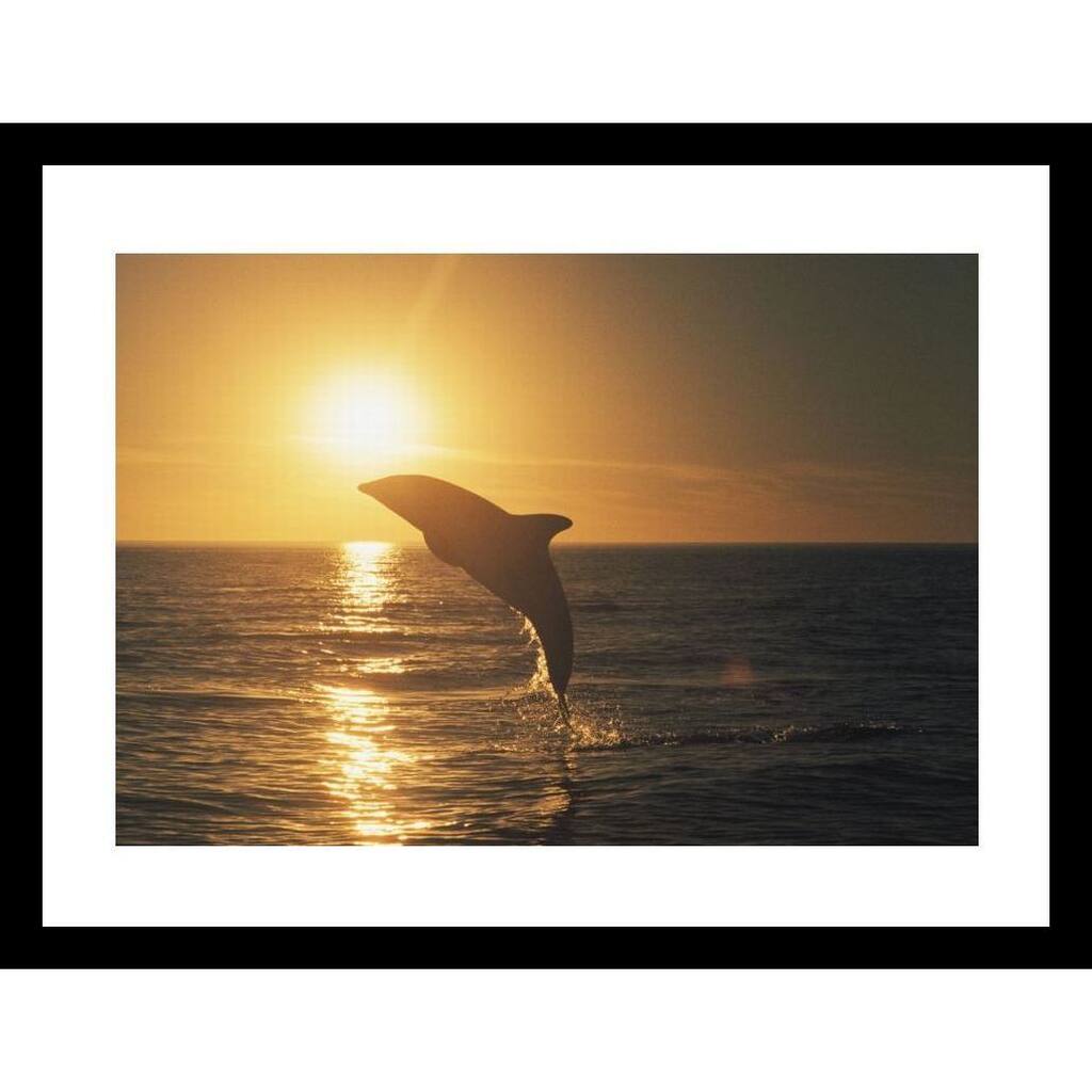 Bill Curtsinger 'A dusky dolphin leaps from the water' Framed Photo ...