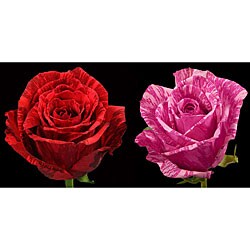 Exotic Red and Pink Intuition Roses (72 Stems) - Bed Bath & Beyond ...