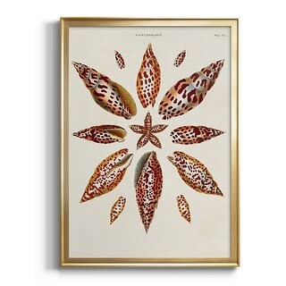 Spiral Shell Formation I Premium Framed Print - Ready to Hang - Bed ...