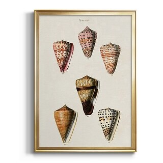 Cone Shell Collection IV Premium Framed Print - Ready to Hang - Bed ...