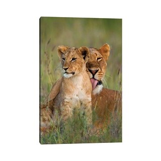 iCanvas "Lioness Licking Cub Clean At Dusk, Ol Pejeta Conservancy ...