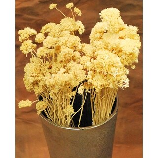 Dried Yarrow flowers Bleached Natural 4-5 oz. App. 20 stems Length 12 ...