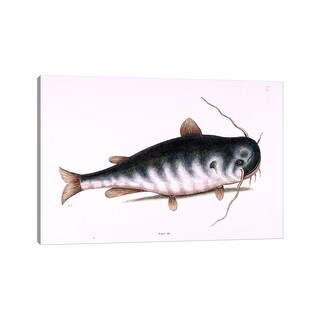 iCanvas "Cat Fish" by Mark Catesby Canvas Print - Bed Bath & Beyond ...