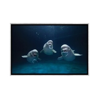 iCanvas "Beluga Whale Trio Blowing Toroidal Bubble Rings, Play Behavior ...