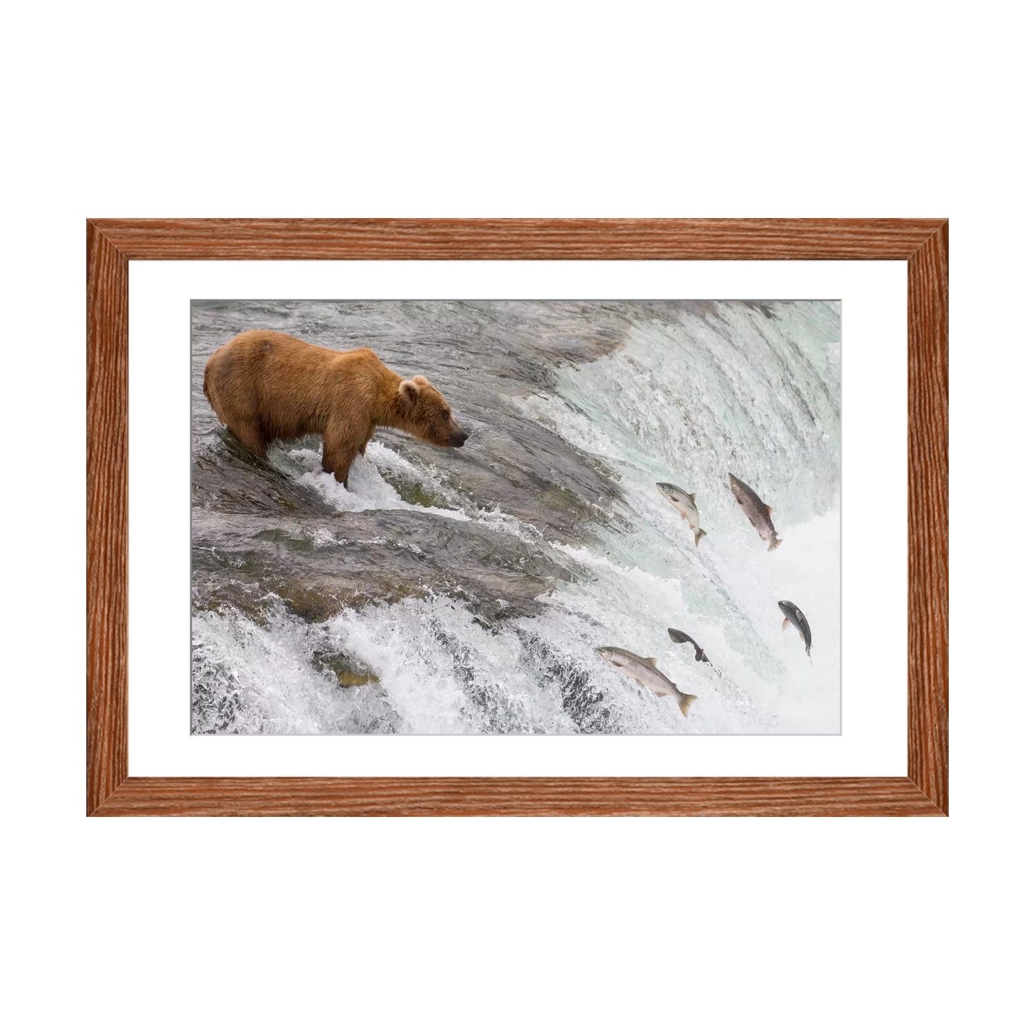 bear catching jumping salmon