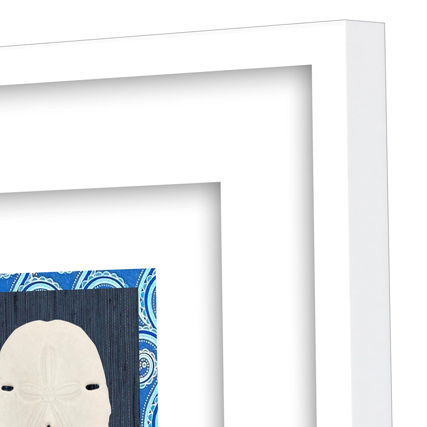 sand dollar shadow box