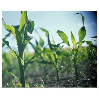 "Corn Stalks" Poster Print - Multi - Bed Bath & Beyond - 16854232
