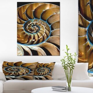 Designart "Brown Large Nautilus Shell" Contemporary Canvas Art Print ...