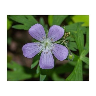 Lake Williams Pennsylvania Wild Geranium Photography Art Print/Poster ...