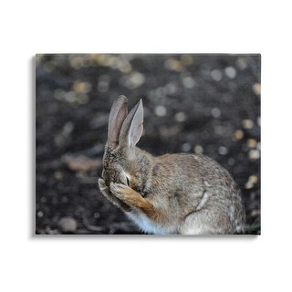Stupell Embarrassed Rabbit Photograph Canvas Wall Art Design by Daniel ...
