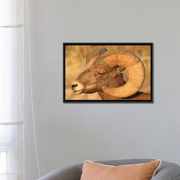 iCanvas "Bighorn Ram Head Profile" by Brian Wolf Framed Canvas Print ...