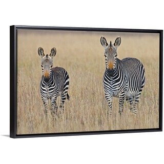 "Plains zebra (Equus quagga) with foal in grasslands, Eastern Cape ...