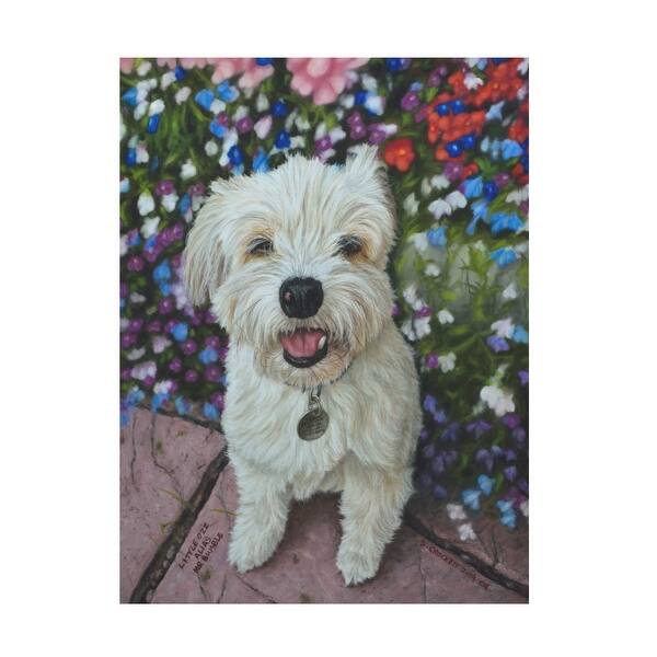 Steve Crockett 'Pet Portrait Of Little Ozz The Pomeranian Poodle Cross ...