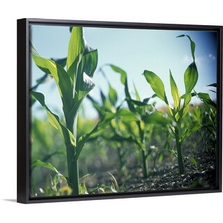 "Corn Stalks" Black Float Frame Canvas Art - Bed Bath & Beyond - 25495758