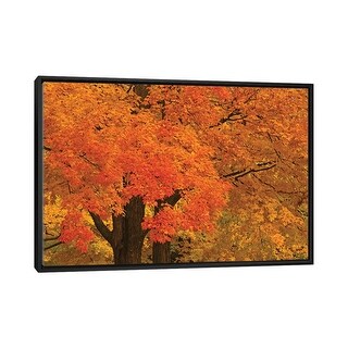 iCanvas "Autumn Maples" by Brian Wolf Framed - Bed Bath & Beyond - 37006546