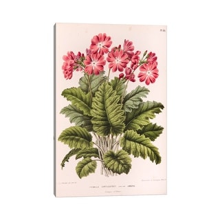 iCanvas "Primula Cortusoides (Cortusa Primrose)" by Abraham Jacobus ...