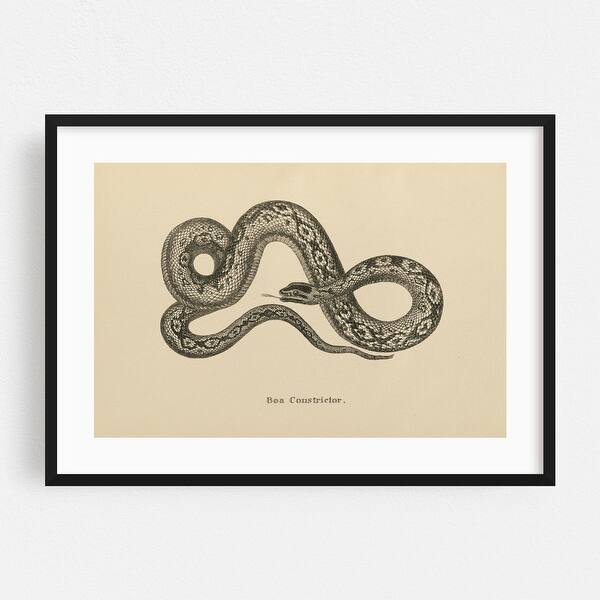 Vintage Boa Constrictor Drawing Animals Drawings Art Print/Poster - Bed ...