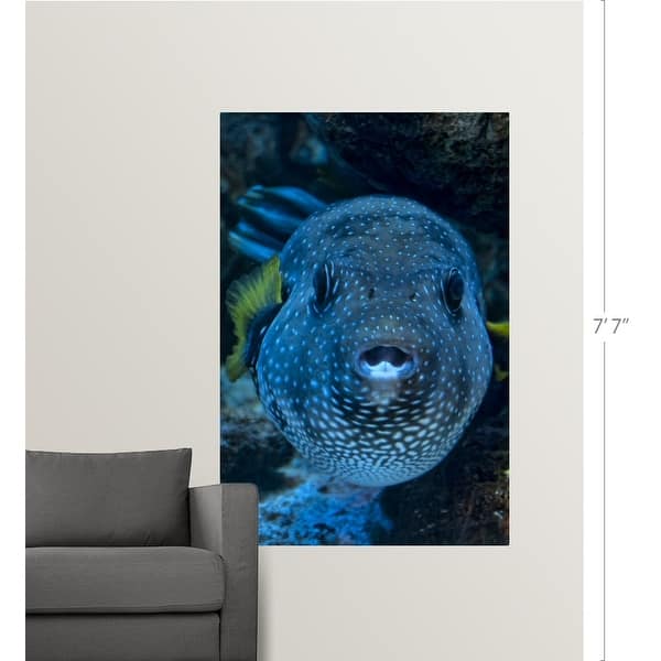 "Puffer Fish with mouth open" Poster Print - Multi - Bed Bath & Beyond ...