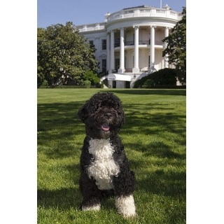The Official Portrait Of The Obama Family Dog Bo A Portuguese Water Dog ...