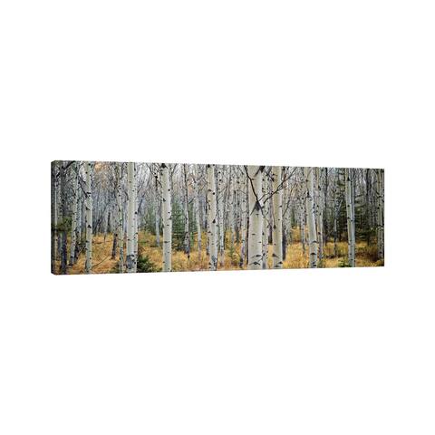 iCanvas "Aspen Trees Panorama ,Colorado" by Susanne Kremer Canvas Print ...
